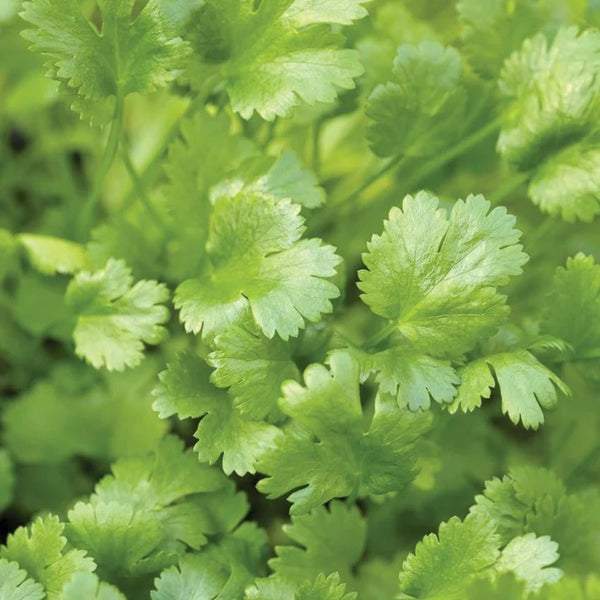 MIGardener Seeds Calypso Cilantro – Bird's Nest Gifts & Antiques